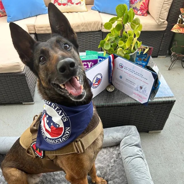 Paws of War Launches Holiday Mission to Support U.S. Military K-9 Teams ...